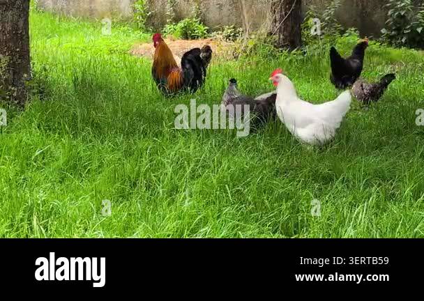 colorful rooster and a flock of free-range chickens, including white ...