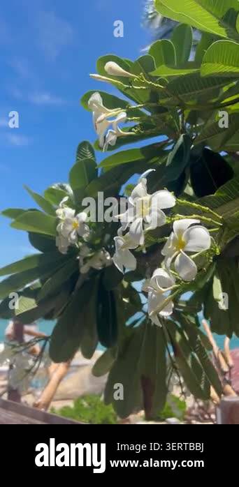tree stands by the beach with white flowers blooming. The sun shines ...