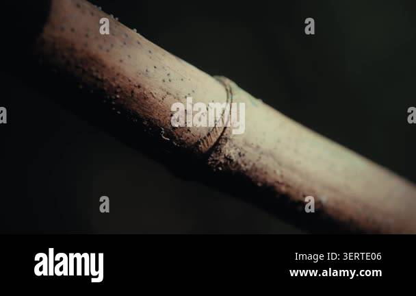 Close-up of bamboo stalk in focus. Natural texture with dirt and rough ...