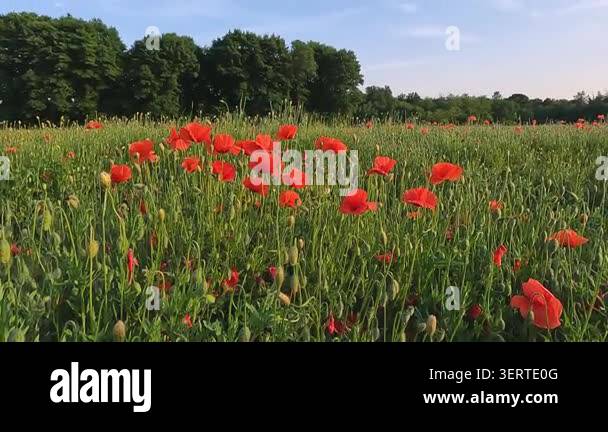 Enchanting Field of Red Poppies in the Italian Countryside Stock Video ...