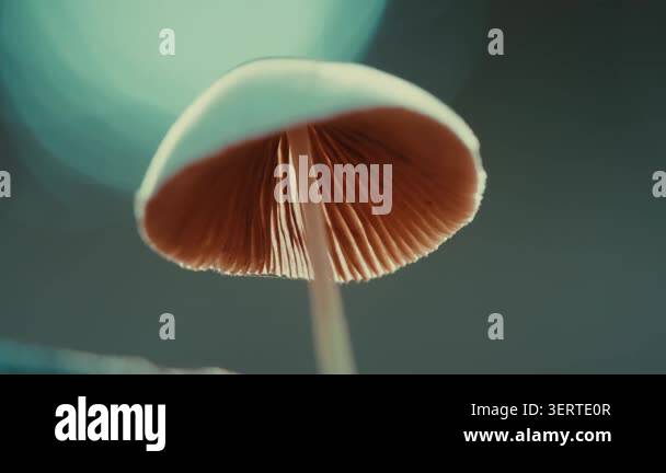 Close-up of a mushroom in three keyframes. White cap and brown gills ...