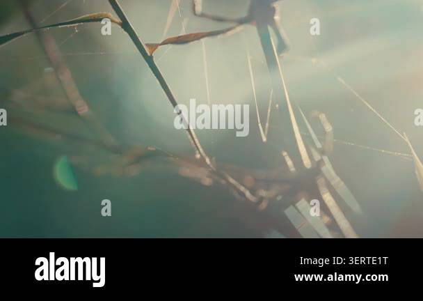 Close-up of dry branches tangled with dewy spiderweb strands. Soft ...