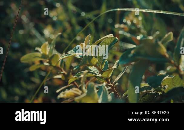 Green leaves of tropical plants, ferns and monsteras on nature ...