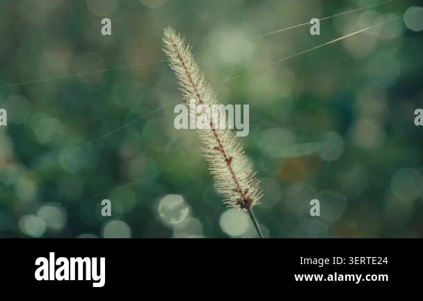 Close-up of grass seed head in focus. Soft light highlights delicate ...