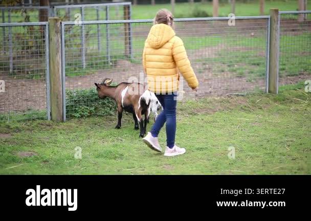 Young girl feeding goats in a farm animal enclosure, illustrating ...