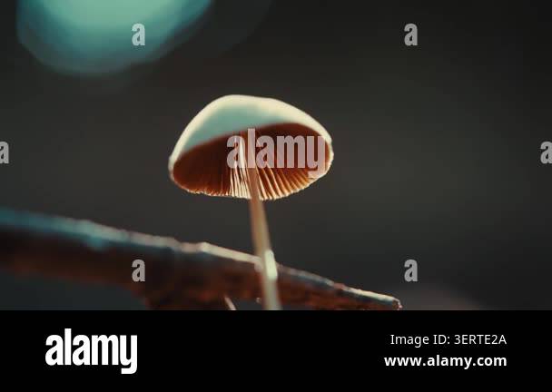 Small mushroom grows on a slender branch. Its pale cap glows in soft ...