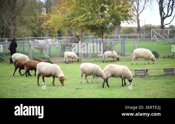 Sheep grazing in a green farm animal enclosure in autumn, illustrating ...