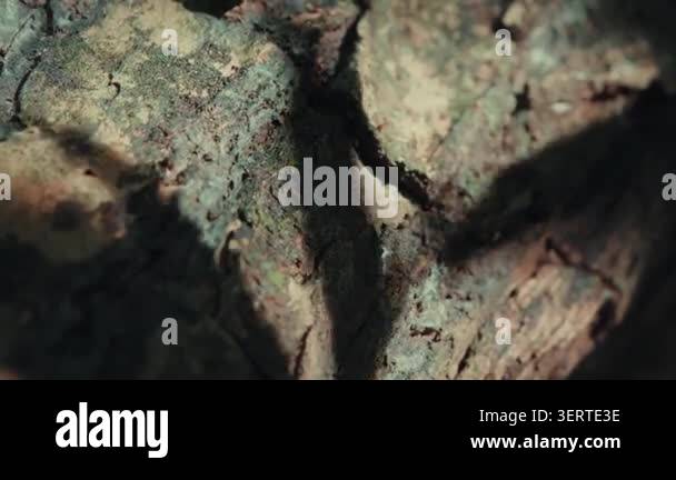 Rough tree bark texture shows deep cracks and lichen patches. Strong ...