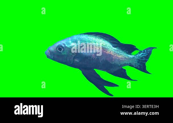 Sea fish swimming isolated on chroma key screen Stock Video Footage - Alamy