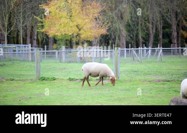 Sheep grazing in a green farm animal enclosure in autumn, illustrating ...
