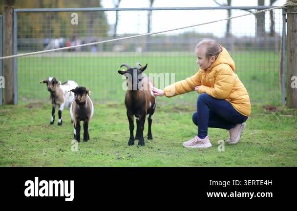 Young girl feeding goats in a farm animal enclosure, illustrating ...