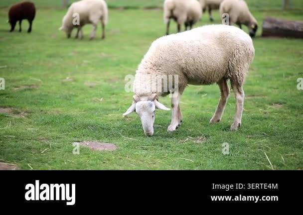 Sheep grazing in a green farm animal enclosure in autumn, illustrating ...
