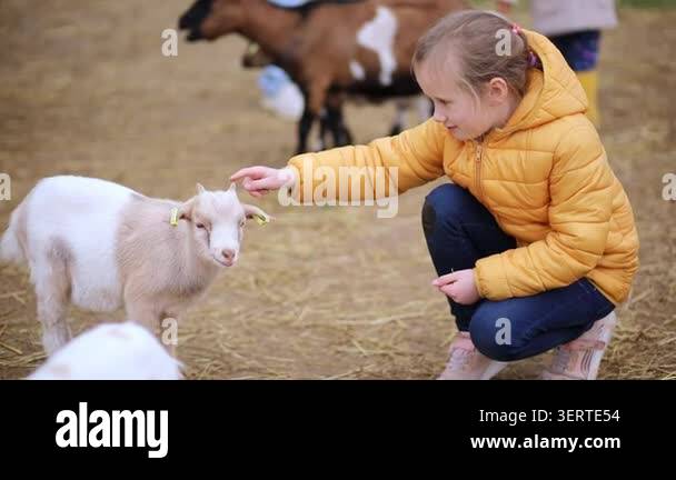 Young girl feeding goats in a farm animal enclosure, illustrating ...