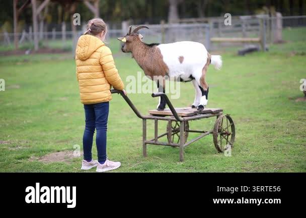 Young girl feeding goats in a farm animal enclosure, illustrating ...
