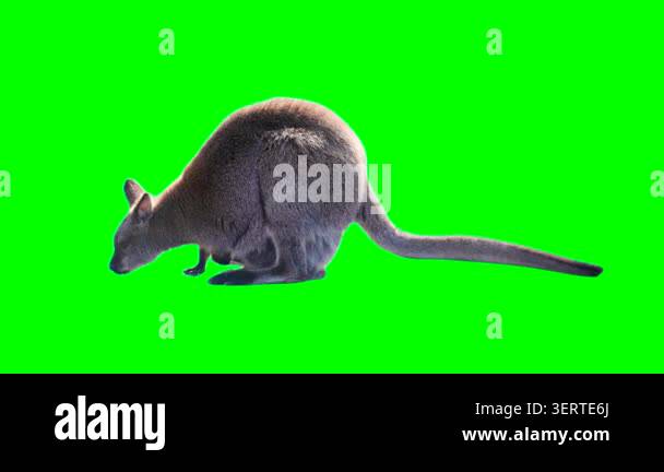 Kangaroo isolated chroma key screen Stock Video Footage - Alamy
