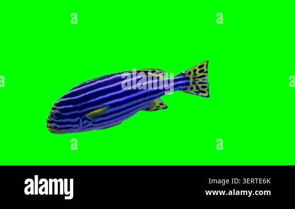 Sea fish swimming isolated on chroma key screen Stock Video Footage - Alamy