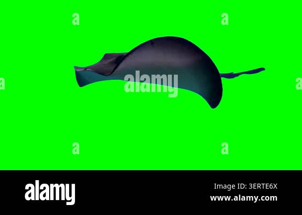 Stingray isolated chroma key screen Stock Video Footage - Alamy