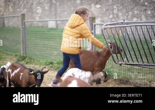 Young girl feeding goats in a farm animal enclosure, illustrating ...