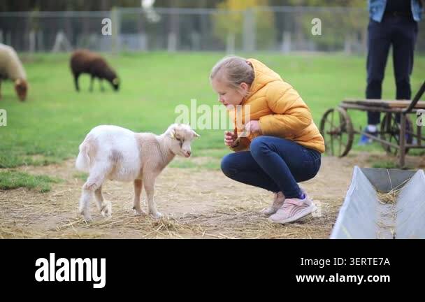 Young girl feeding goats in a farm animal enclosure, illustrating ...