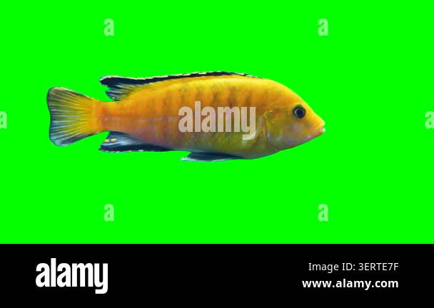 Sea fish swimming isolated on chroma key screen Stock Video Footage - Alamy