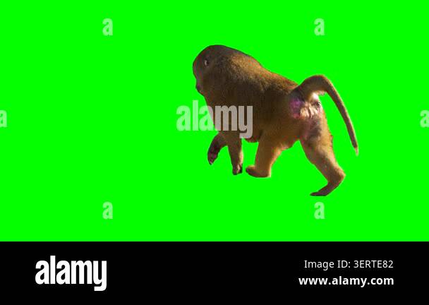Monkey isolated chroma key screen Stock Video Footage - Alamy