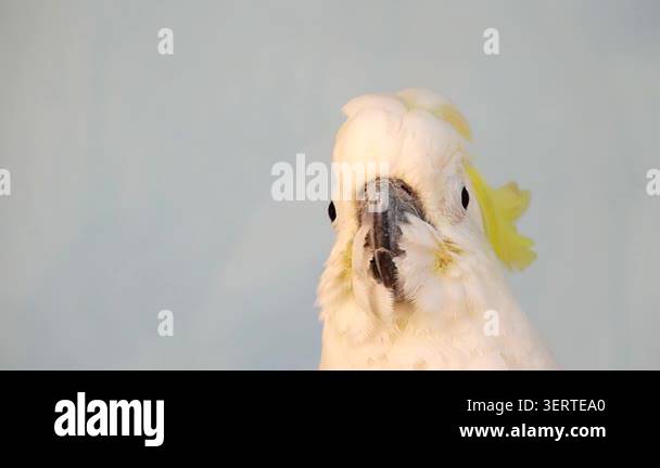 Close-up footage of a white cockatoo preening its feathers in natural ...