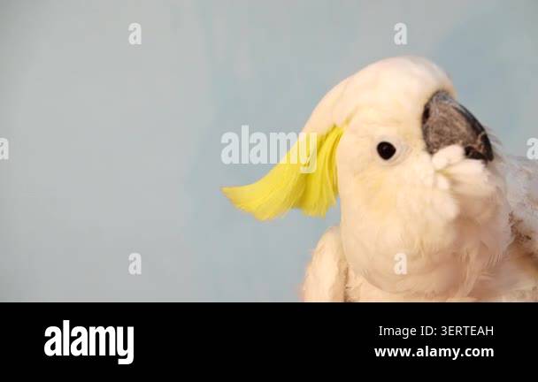 Close-up footage of a white cockatoo preening its feathers in natural ...