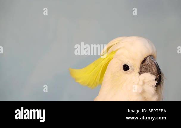 Close-up footage of a white cockatoo preening its feathers in natural ...