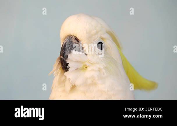 Close-up footage of a white cockatoo preening its feathers in natural ...