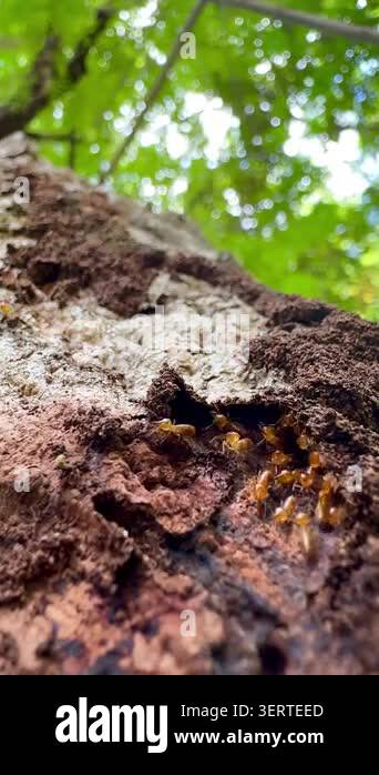 Rare macro footage of multiple termite queens moving inside an active ...