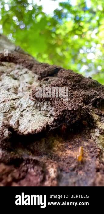Rare macro footage of multiple termite queens moving inside an active ...