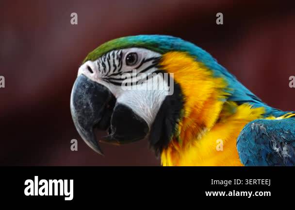 Extreme close-up footage of a blue and yellow macaw showing intricate ...