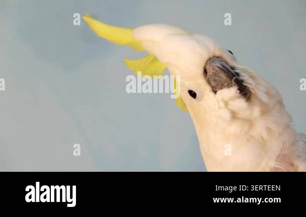 Close-up footage of a white cockatoo preening its feathers in natural ...