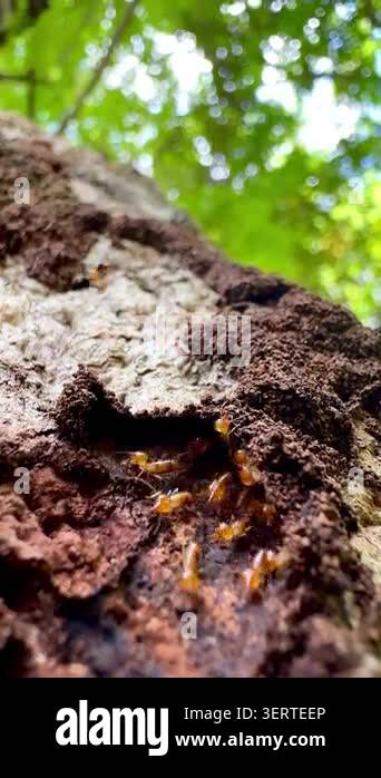 Rare macro footage of multiple termite queens moving inside an active ...