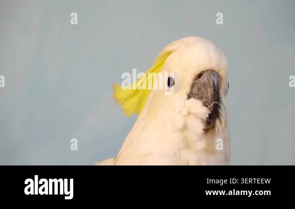 Close-up footage of a white cockatoo preening its feathers in natural ...