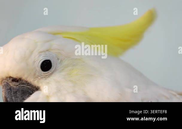 Close-up footage of a white cockatoo preening its feathers in natural ...