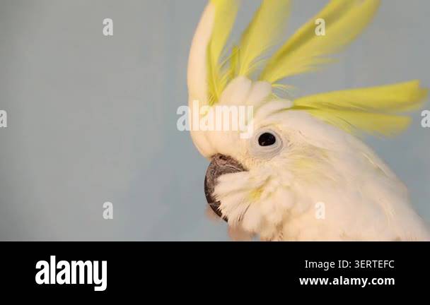 Close-up footage of a white cockatoo preening its feathers in natural ...