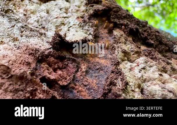 Rare macro footage of multiple termite queens moving inside an active ...