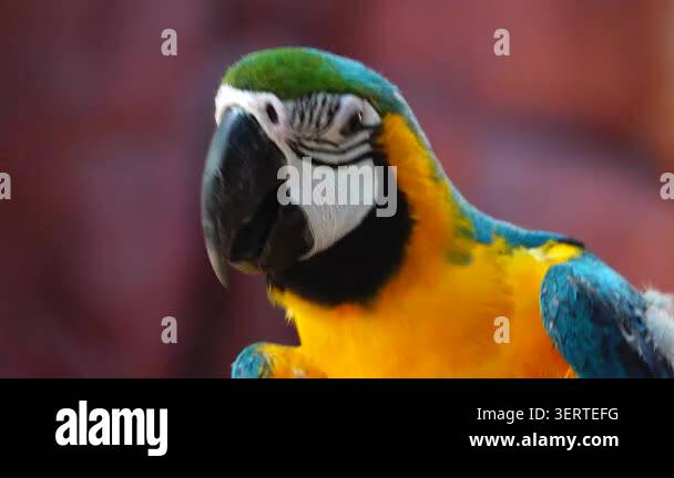 Extreme close-up footage of a blue and yellow macaw showing intricate ...