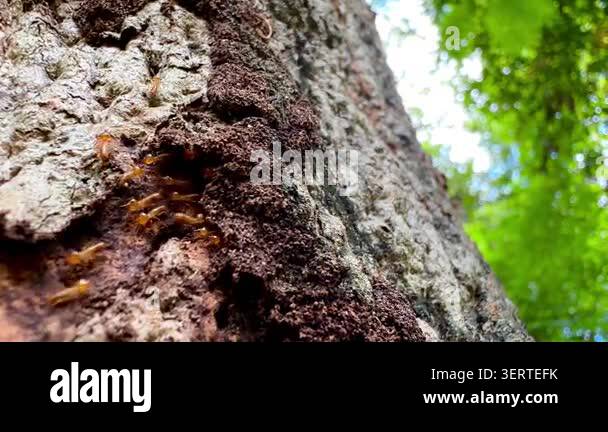 Rare macro footage of multiple termite queens moving inside an active ...