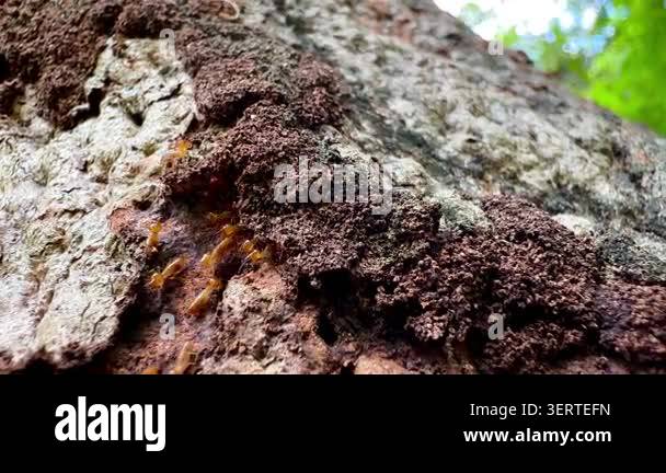 Rare macro footage of multiple termite queens moving inside an active ...