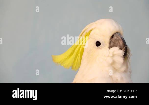 Close-up footage of a white cockatoo preening its feathers in natural ...
