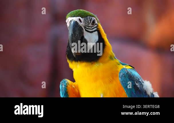 Extreme close-up footage of a blue and yellow macaw showing intricate ...