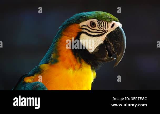 Extreme close-up footage of a blue and yellow macaw showing intricate ...