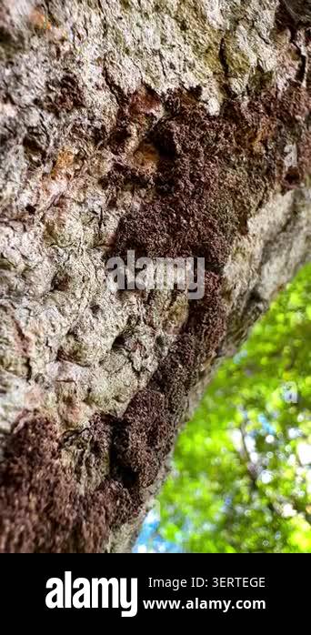 Rare macro footage of multiple termite queens moving inside an active ...