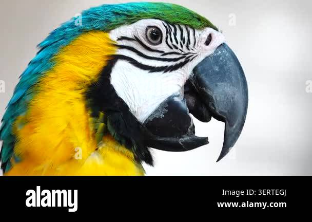 Extreme close-up footage of a blue and yellow macaw showing intricate ...