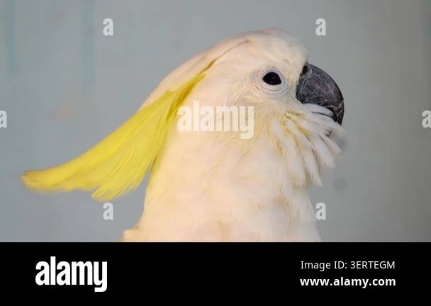 Close-up footage of a white cockatoo preening its feathers in natural ...
