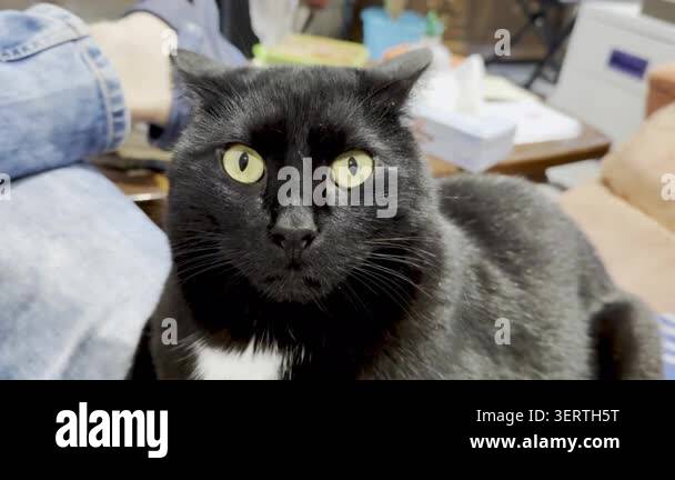Close-up slow motion clip of a curious black cat with green-yellow eyes ...