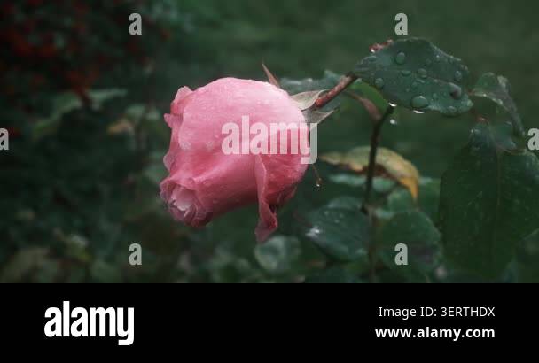 Dewdrops cling to the petals and green leaves of a single pink rose ...
