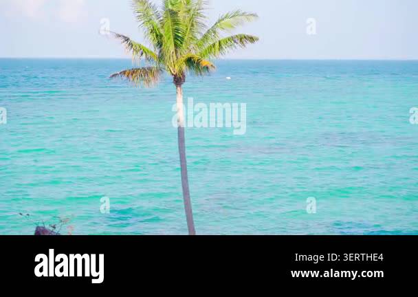 A single palm tree over tropical turquoise ocean water Stock Video ...